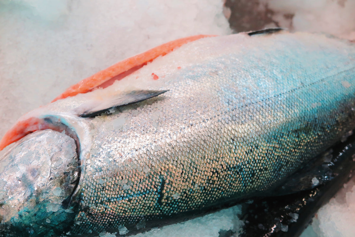 Savoring Seafood History: Tracing the Culinary Evolution this National ...