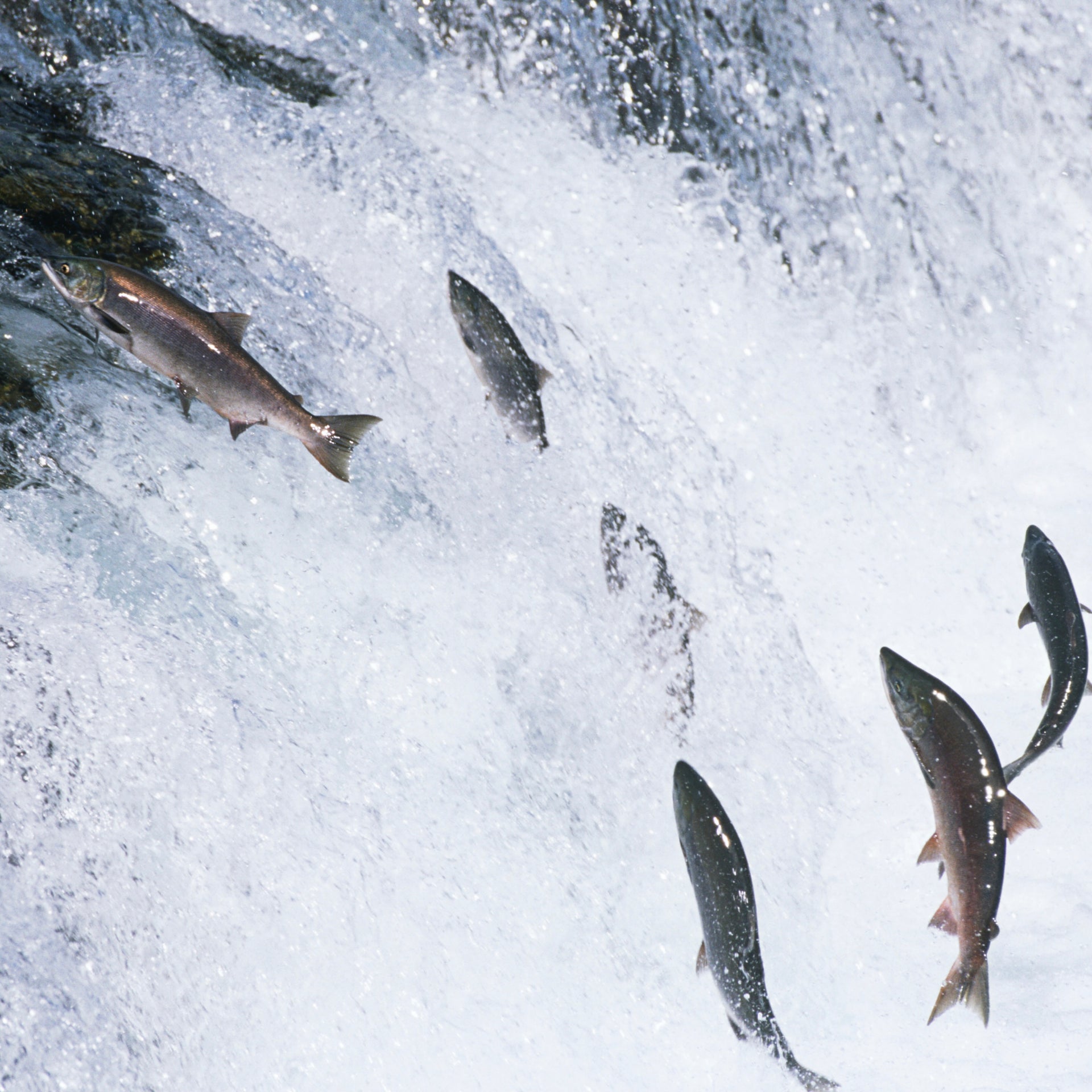 Salmon: Small Fish with a Big Role in the Ecosystem – Premier Catch