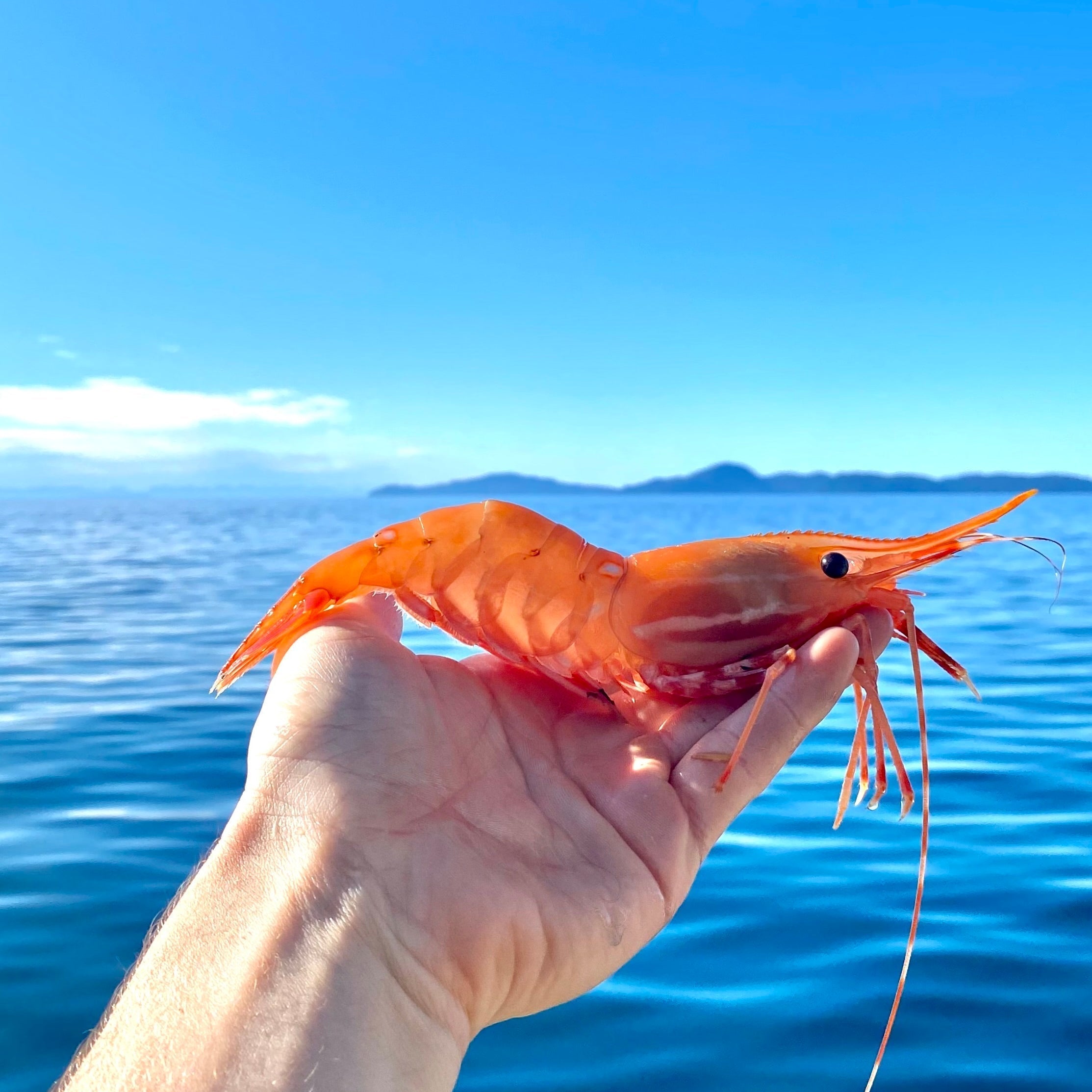 Meet the Catch: Wild Alaska Spot Prawns – Premier Catch